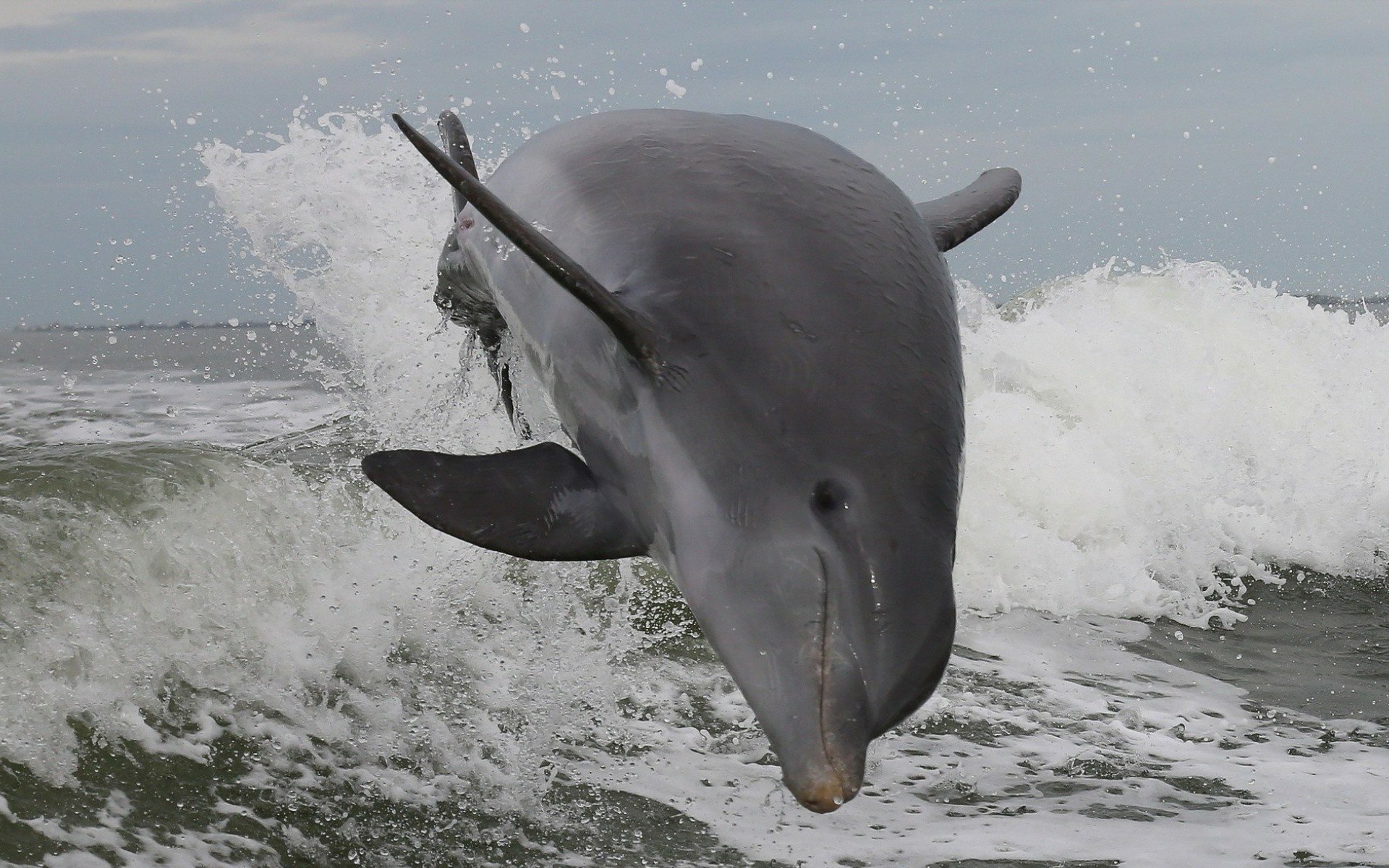 HD Dolphin Leap: Majestic Sea Animal in Mid-Jump