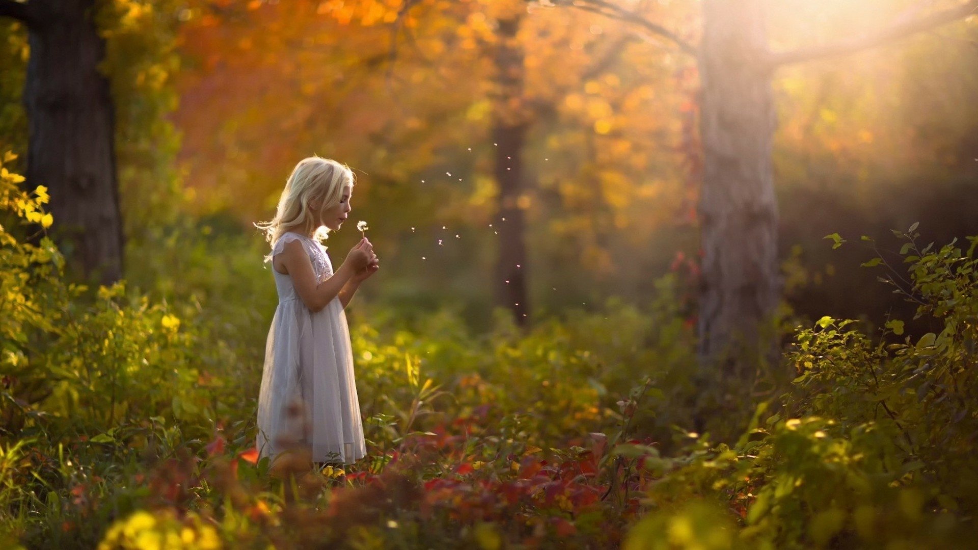 Sunlit Forest Dreams: Little Blonde Child with Dandelion HD Wallpaper ...