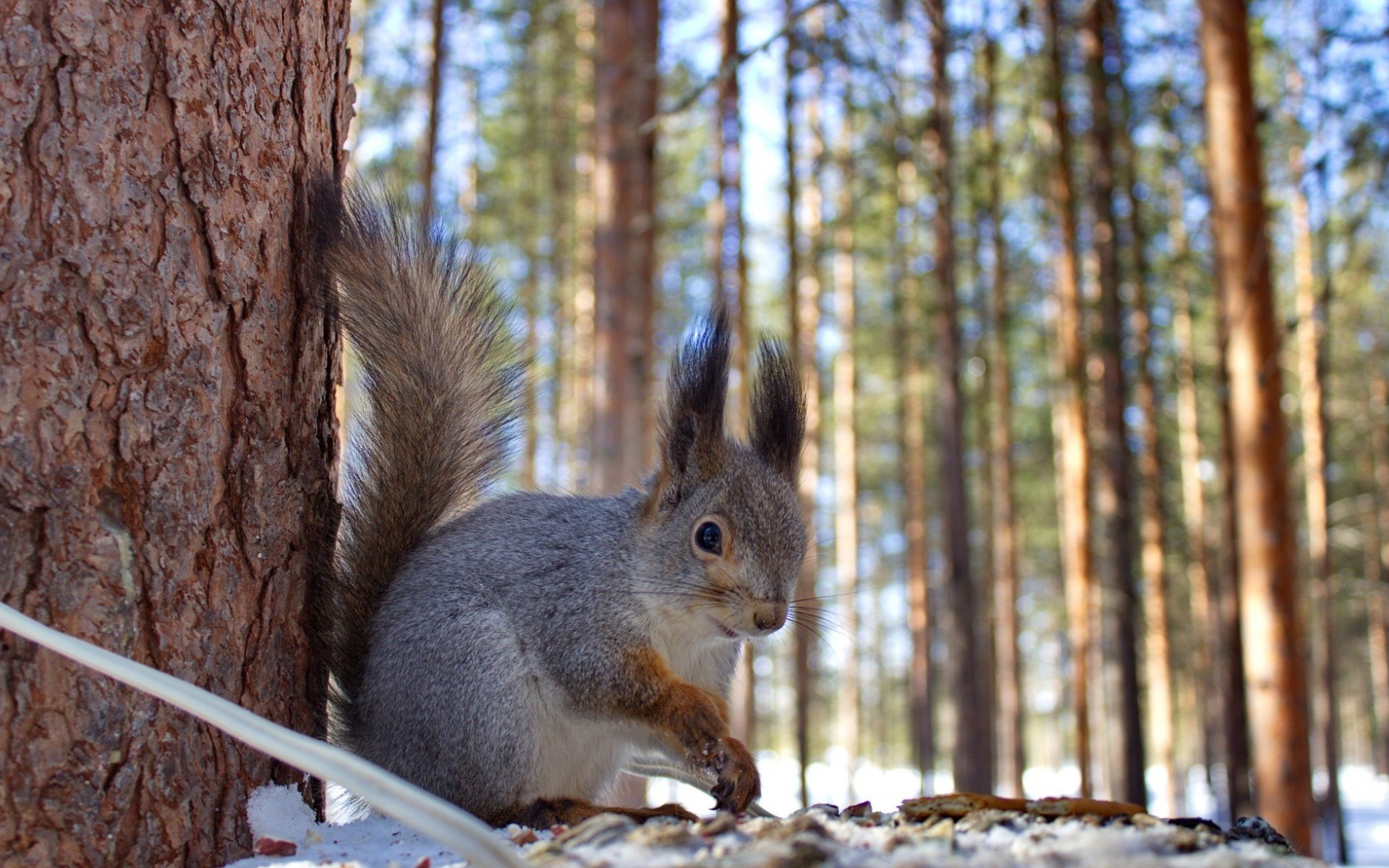 Download Winter Forest Animal Squirrel HD Wallpaper