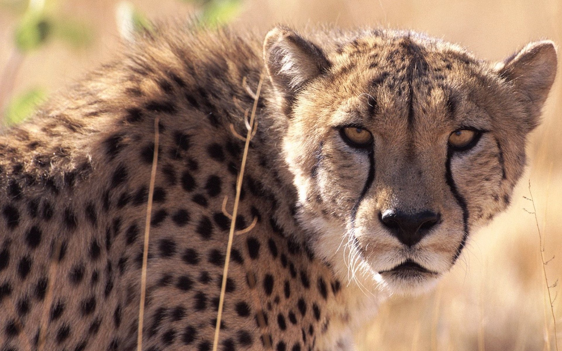 Download Animal Cheetah HD Wallpaper