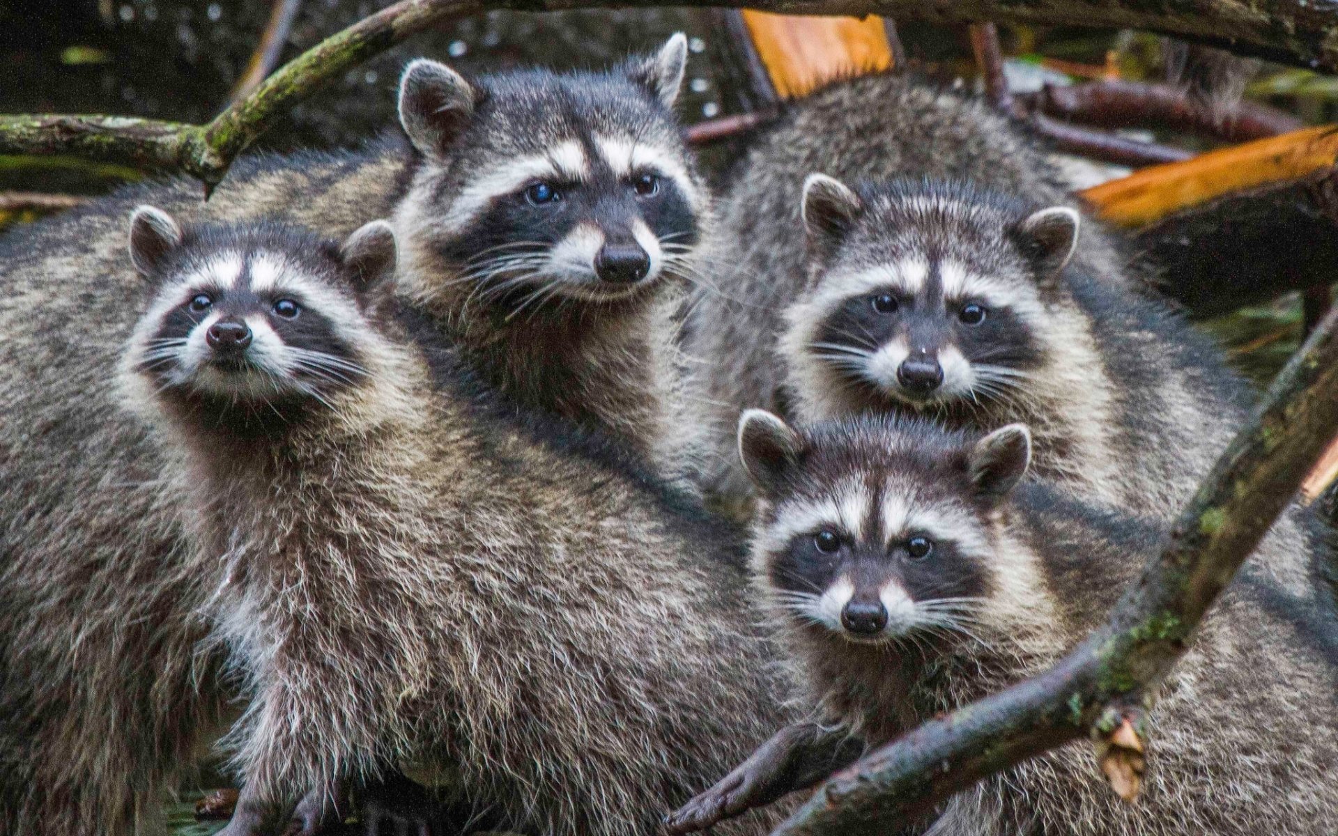 Download Animal Raccoon HD Wallpaper