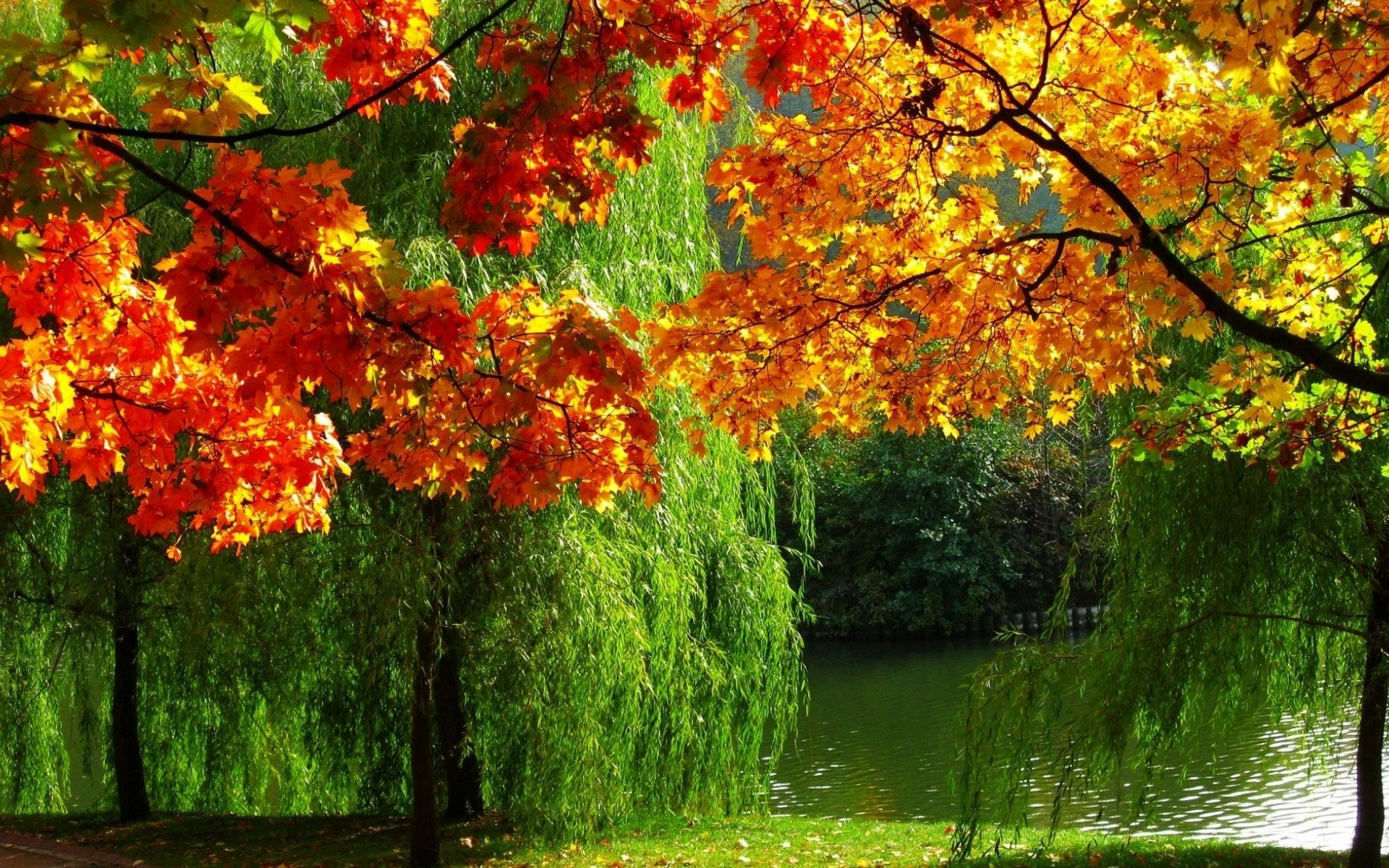 Download Fall Tree Nature River HD Wallpaper