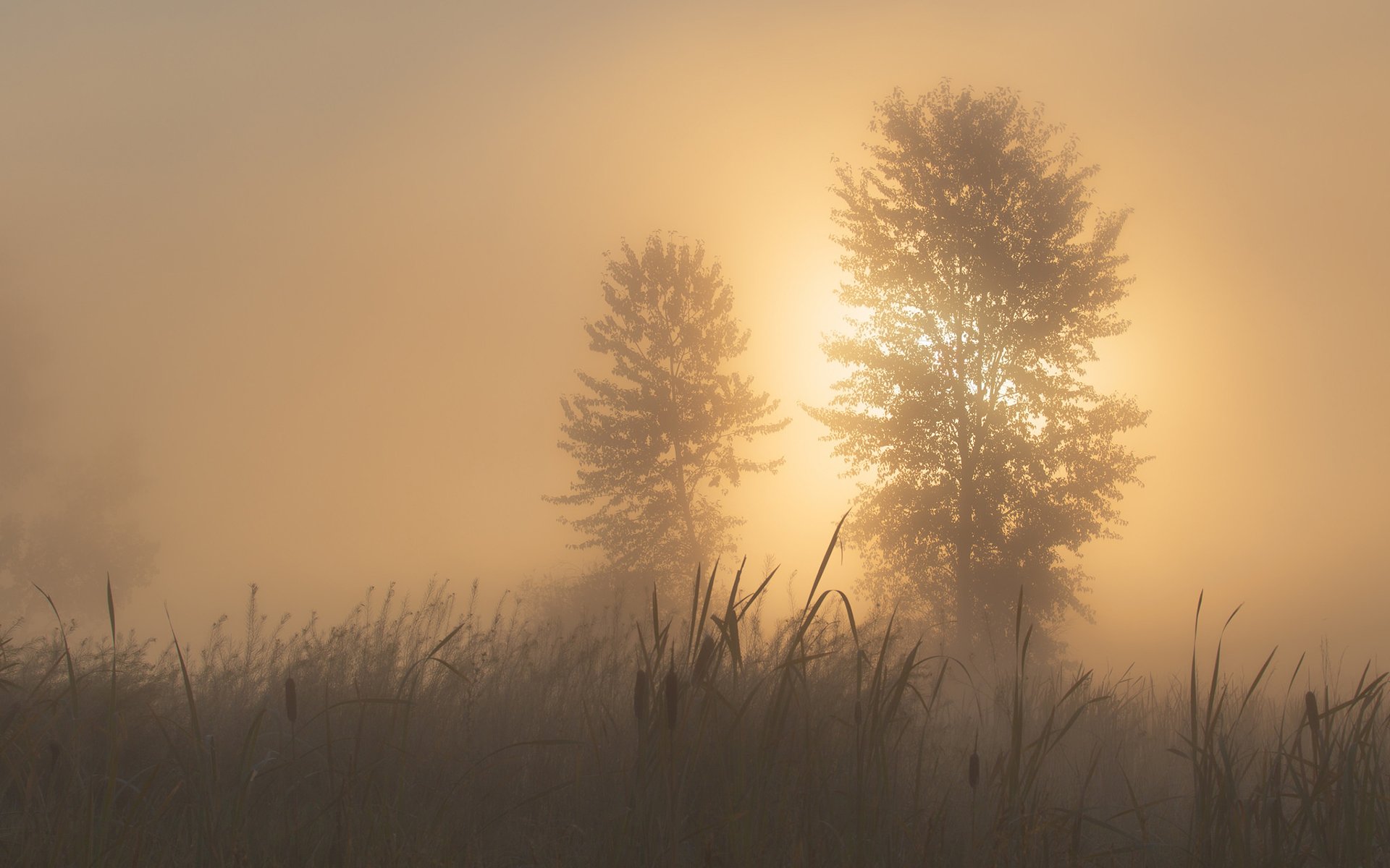 Download Nature Fog HD Wallpaper by Highway 313