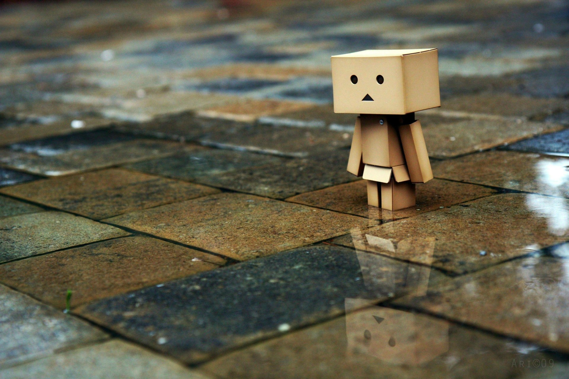 Danbo Alone: HD Miscellaneous Reflection Wallpaper