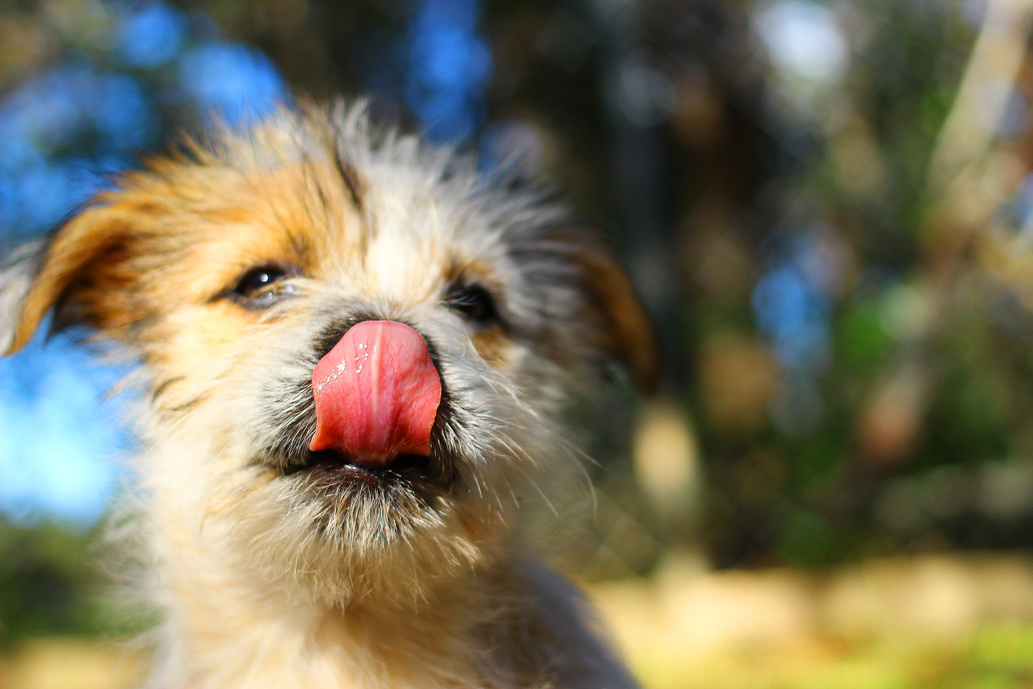 Lola funny by Zachary