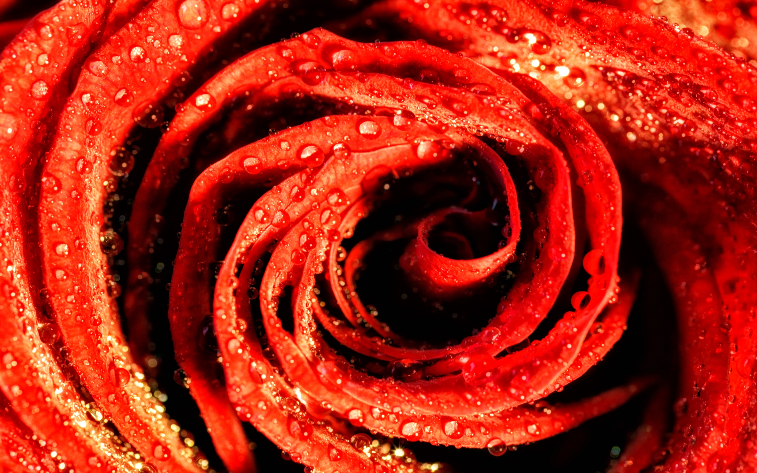 Download Nature Rose HD Wallpaper