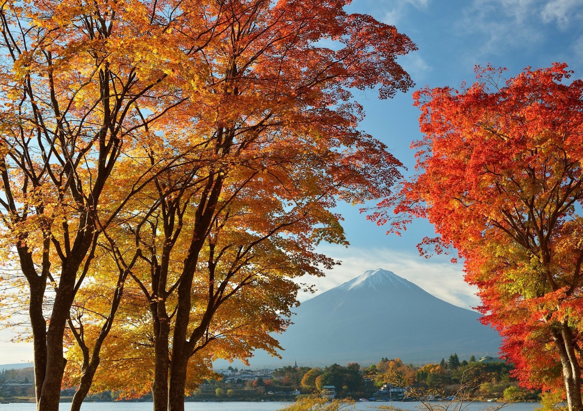 Fuji Japanese Tree Wallpaper Background