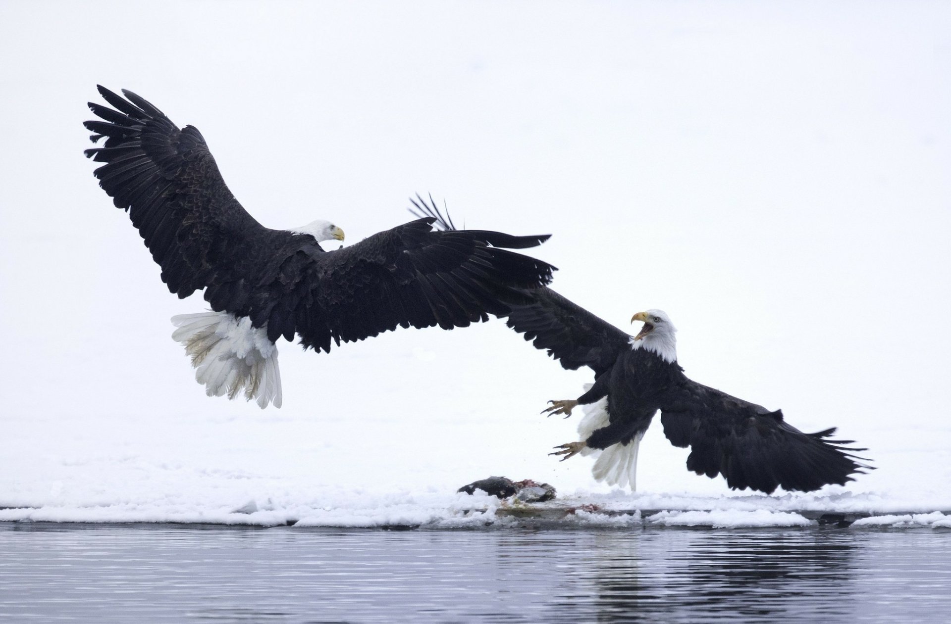 Majestic Bald Eagles Hunting Fish in Winter HD Wallpaper | 2048x1345 ...