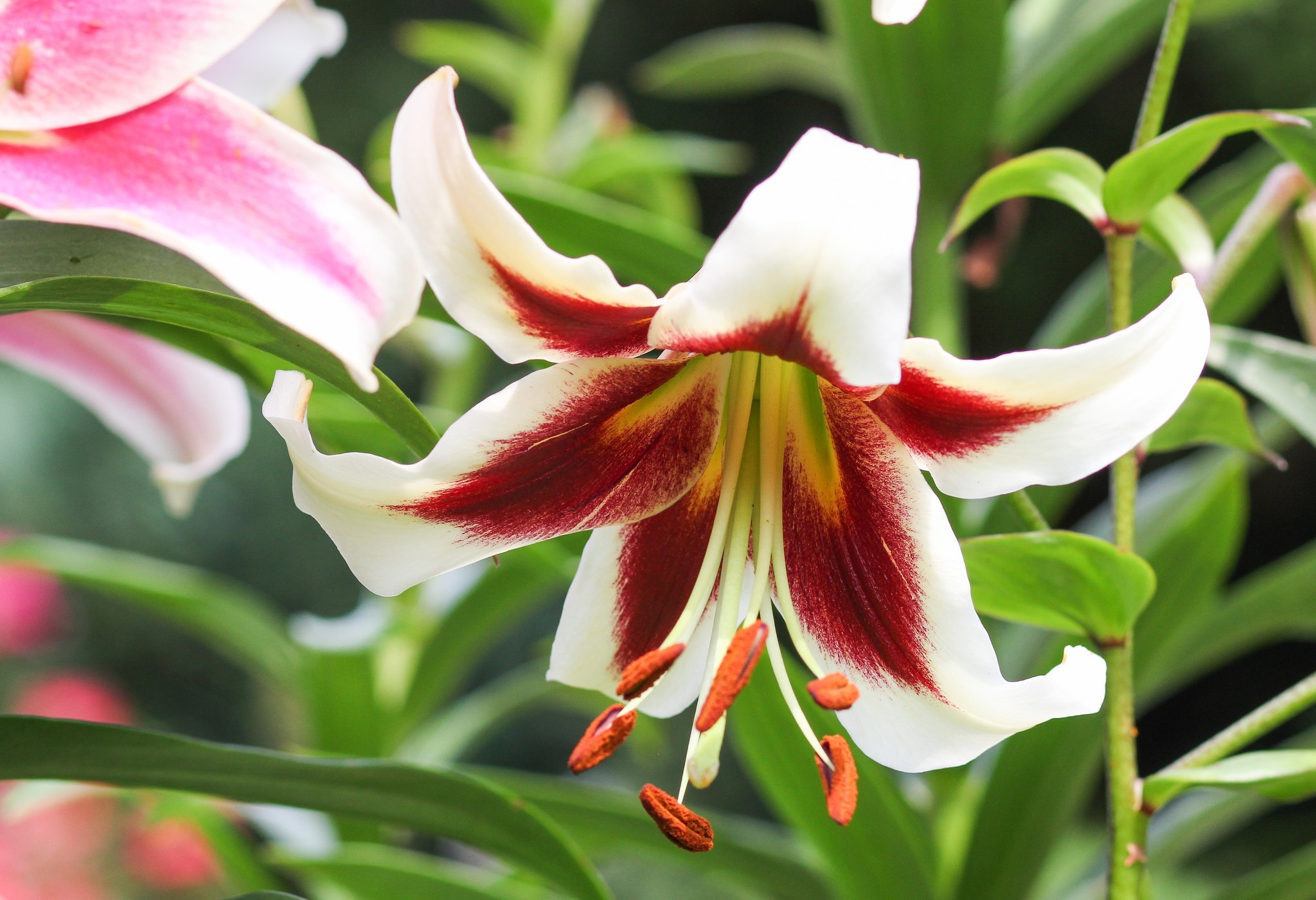 Download Nature Lily HD Wallpaper