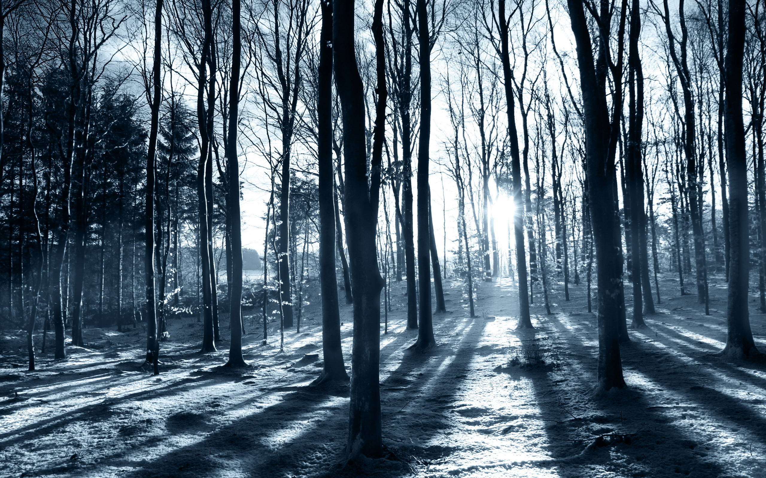 Download Nature Forest HD Wallpaper