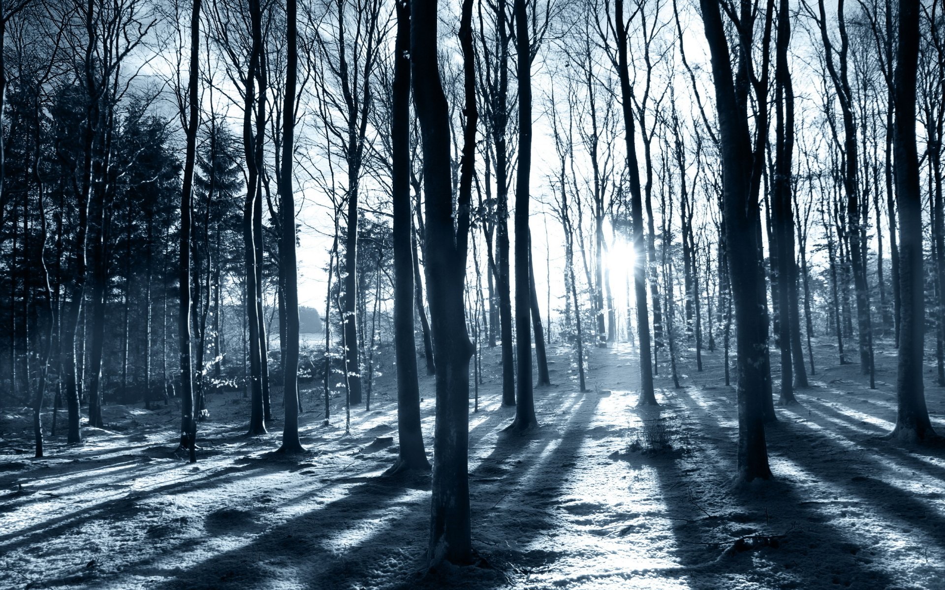 Frosted Forest Dawn - 2K Quad HD Wallpaper | 2560x1600 | Wallpaper Abyss