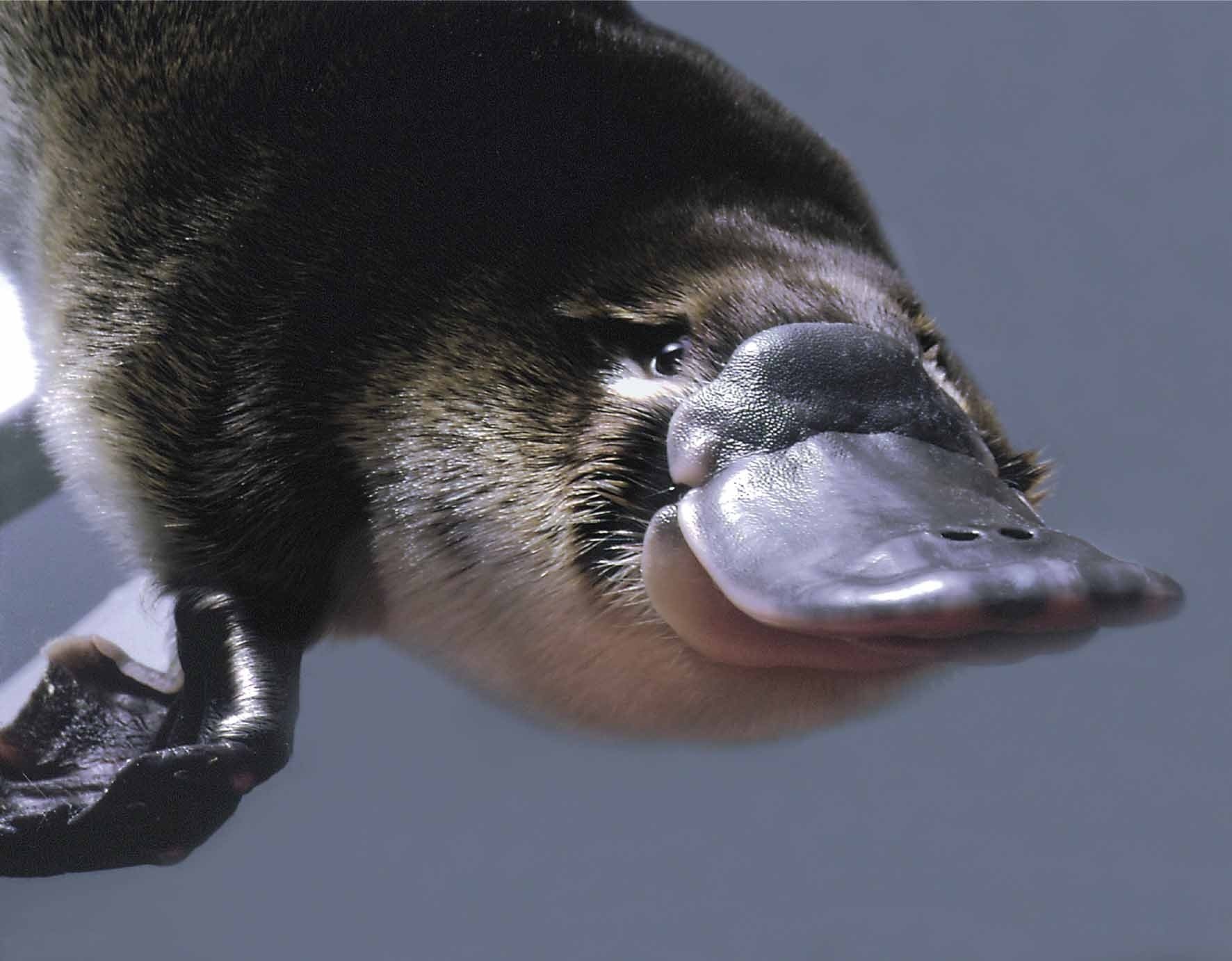 Download Animal Platypus Wallpaper