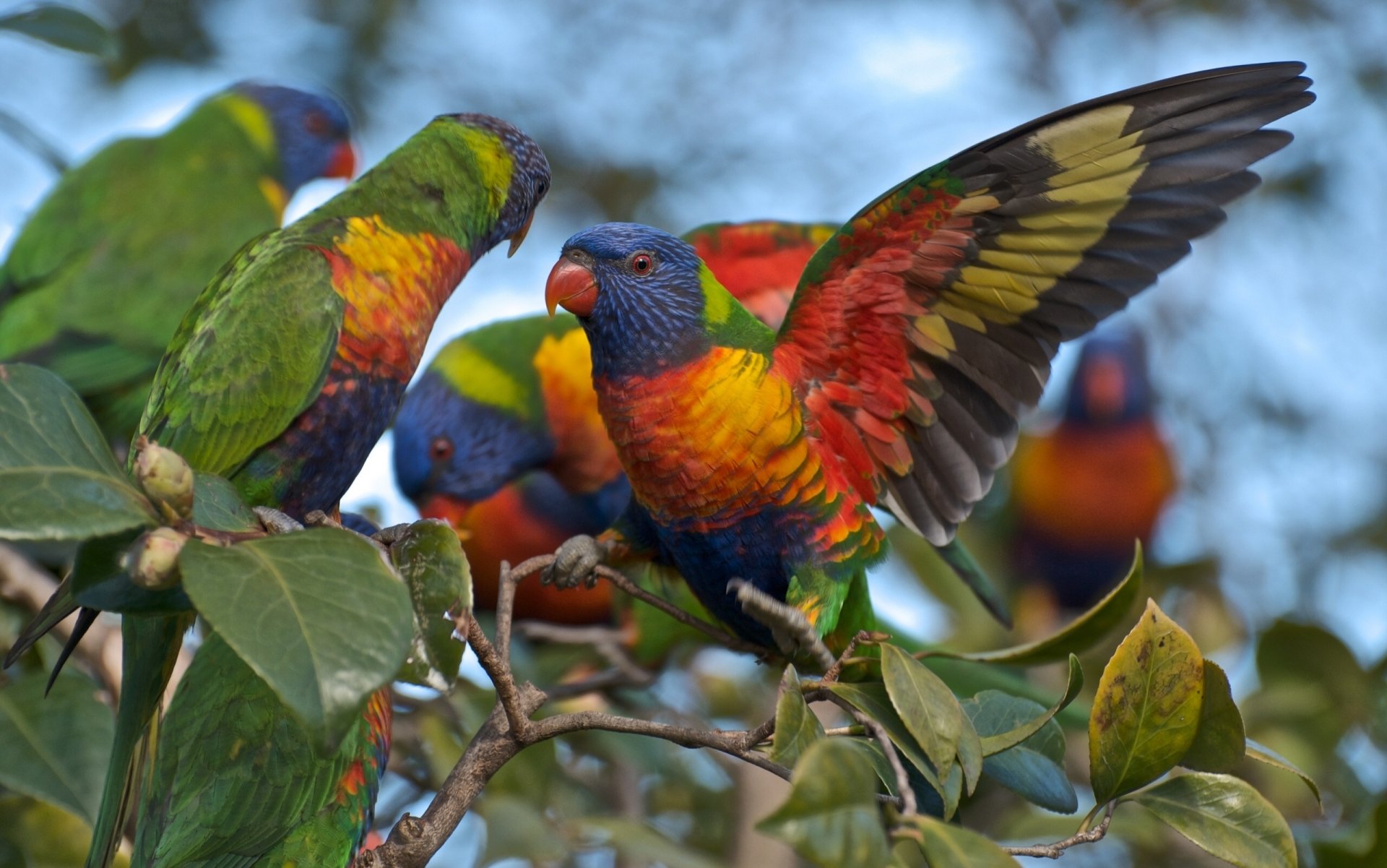 Vibrant Rainbow Lorikeet HD Wallpaper: Stunning Parrot in Natural ...