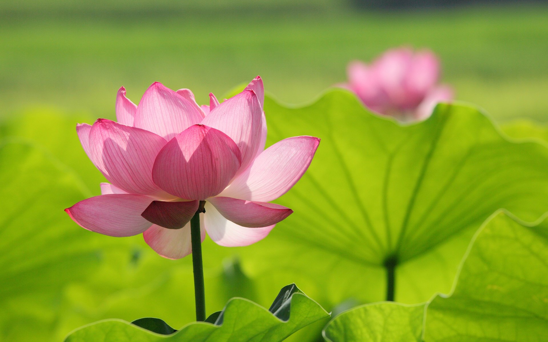 Serene Pink Lotus — HD Nature Wallpaper