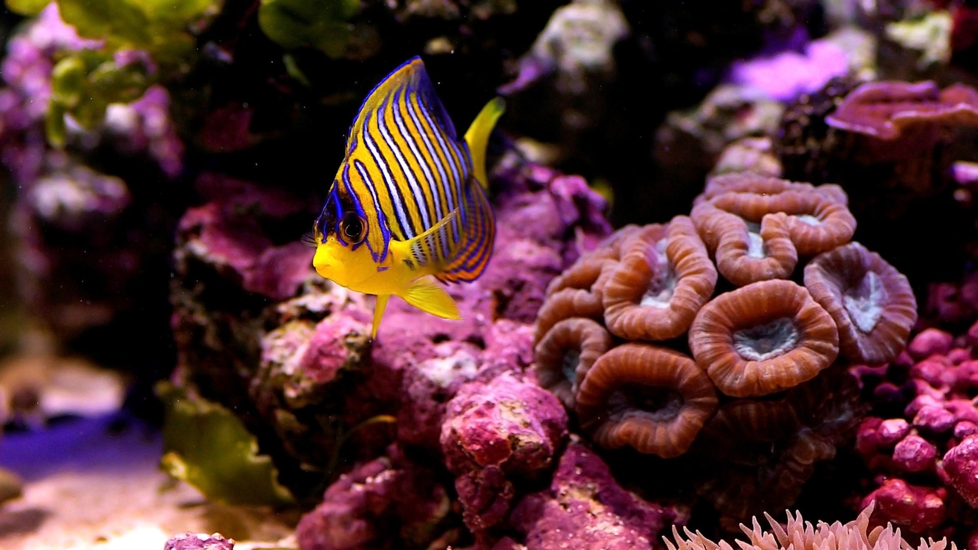 Download Underwater Tropical Fish Animal Fish HD Wallpaper
