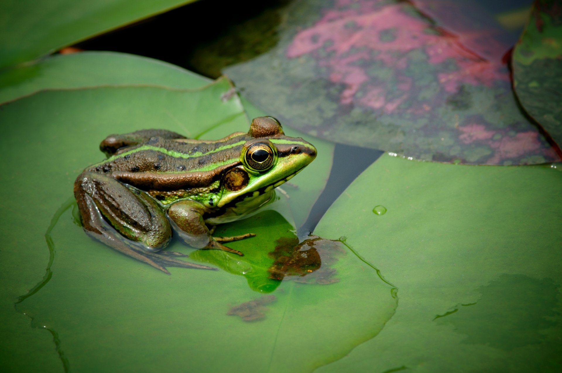 Vibrant Frog on Lily Pad – Stunning HD Animal Wallpaper | 2560x1700 ...