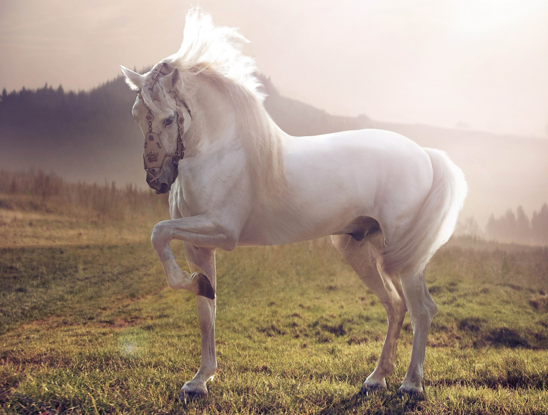 Majestic Horse: A Stunning 4K Ultra HD Wallpaper | 5120x3880 ...
