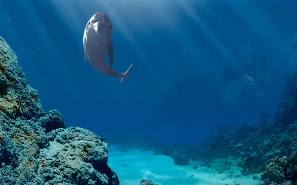 Ecco The Dolphin Wallpapers