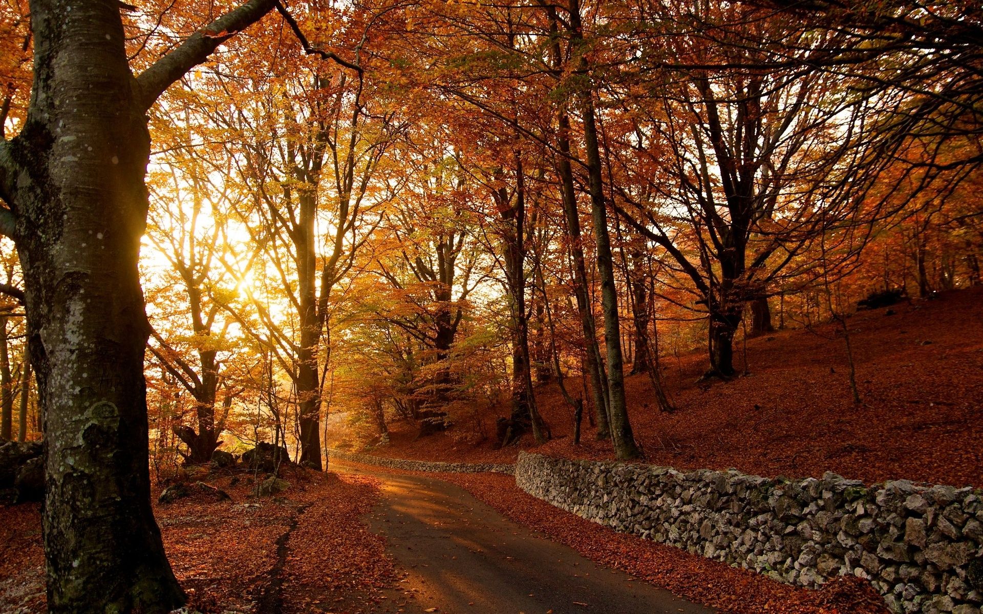 Autumn Radiance: Stunning Fall Nature HD Wallpaper