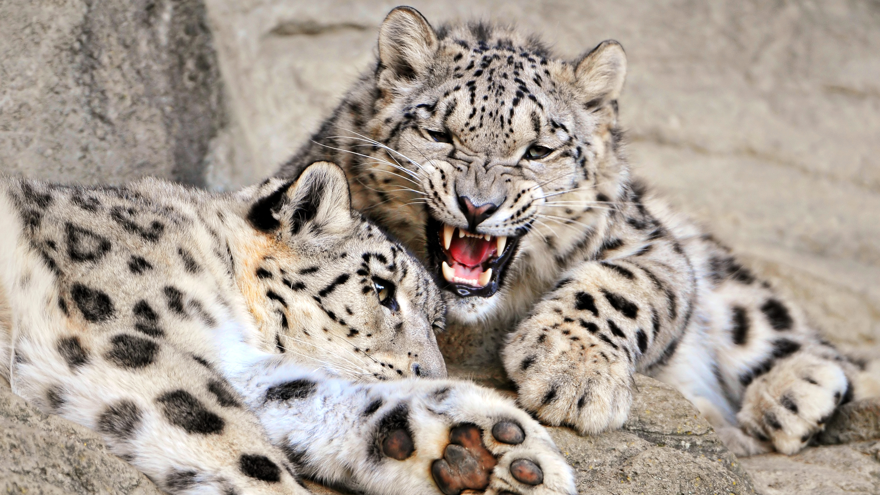 Download Animal Snow Leopard HD Wallpaper