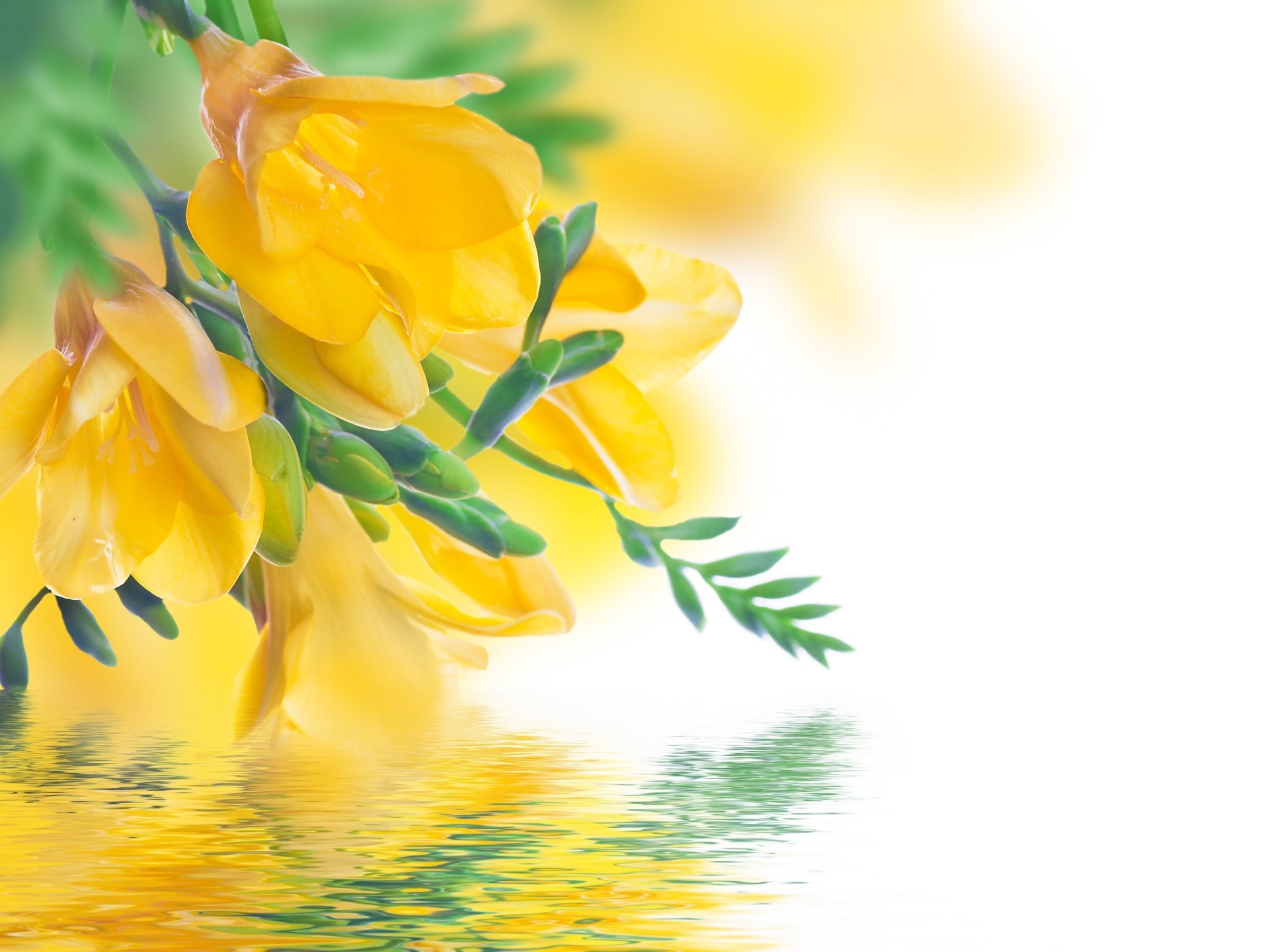 Download Nature Flower 4k Ultra HD Wallpaper