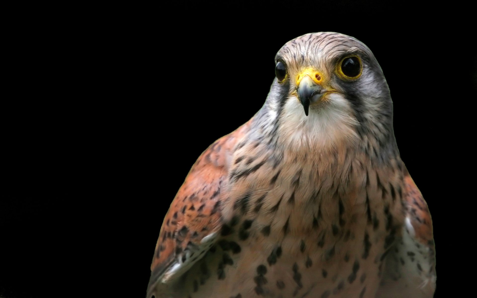 Download Animal Falcon HD Wallpaper