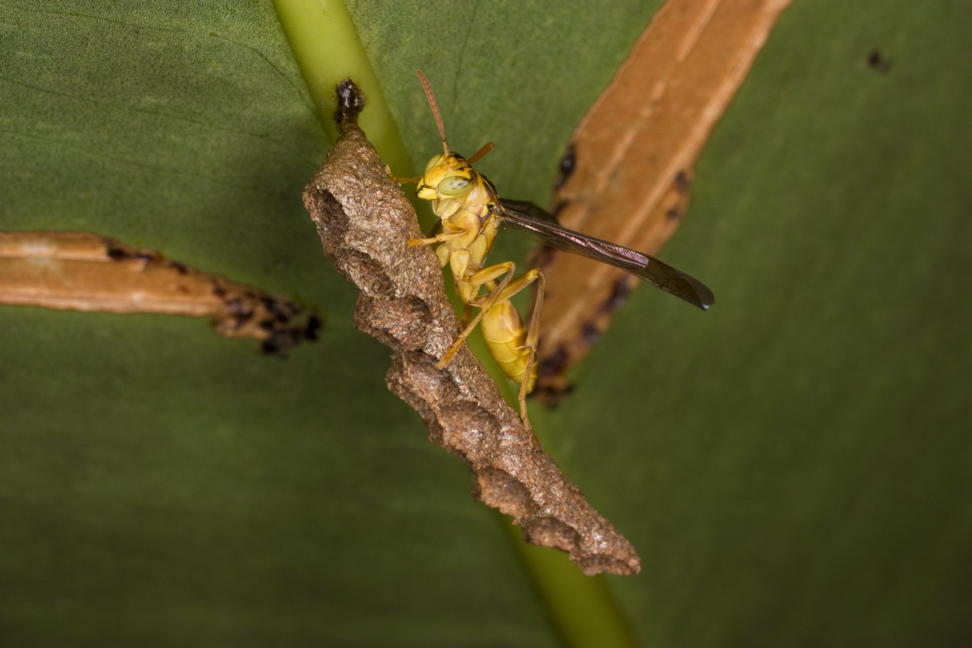 Download Animal Insect 4k Ultra HD Wallpaper