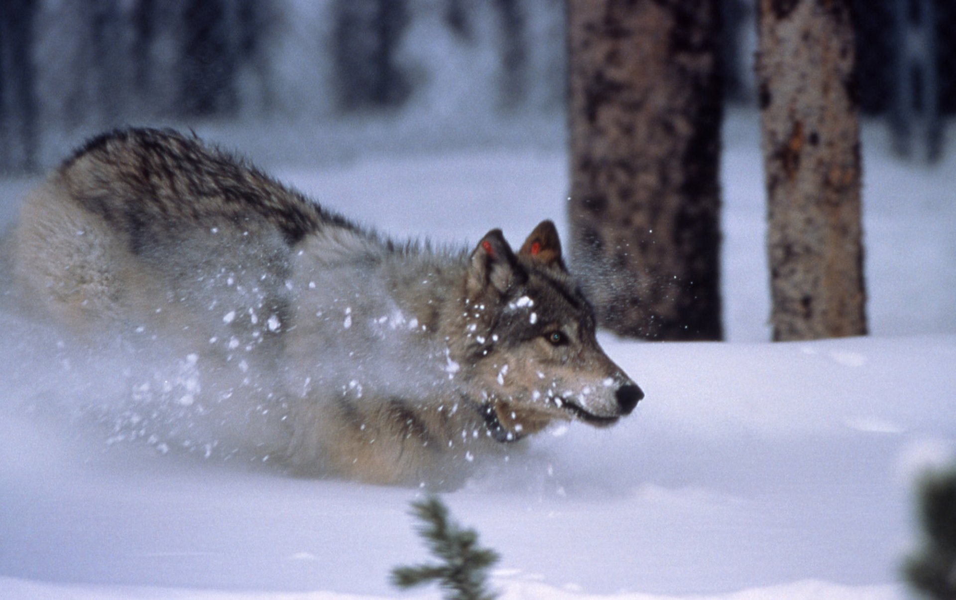 Majestic Wolf in Action: HD Winter Wildlife Wallpaper | 2000x1254 ...
