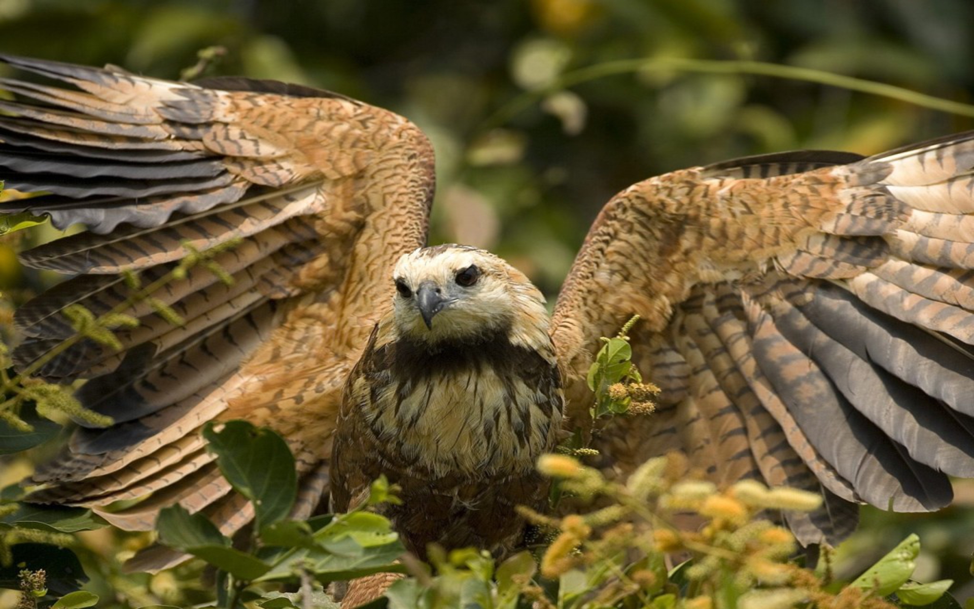 Download Animal Hawk HD Wallpaper