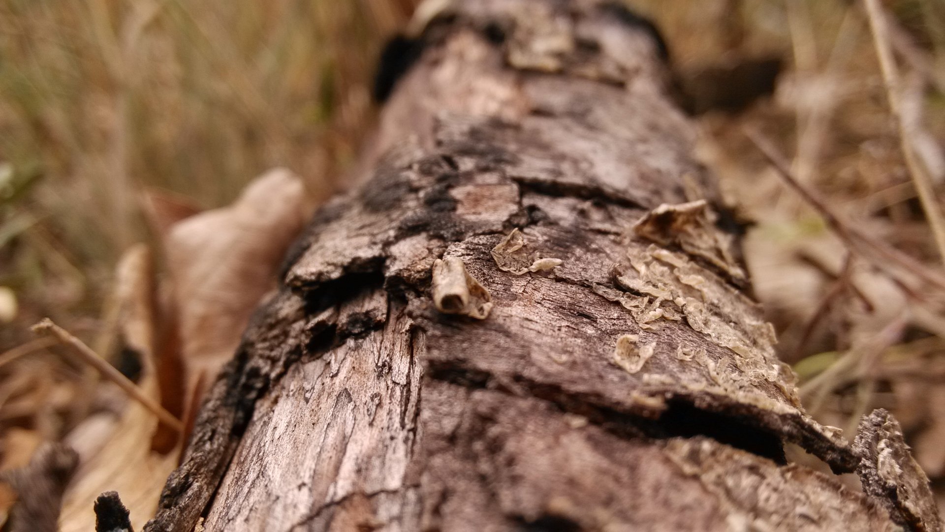 Download Nature Wood HD Wallpaper