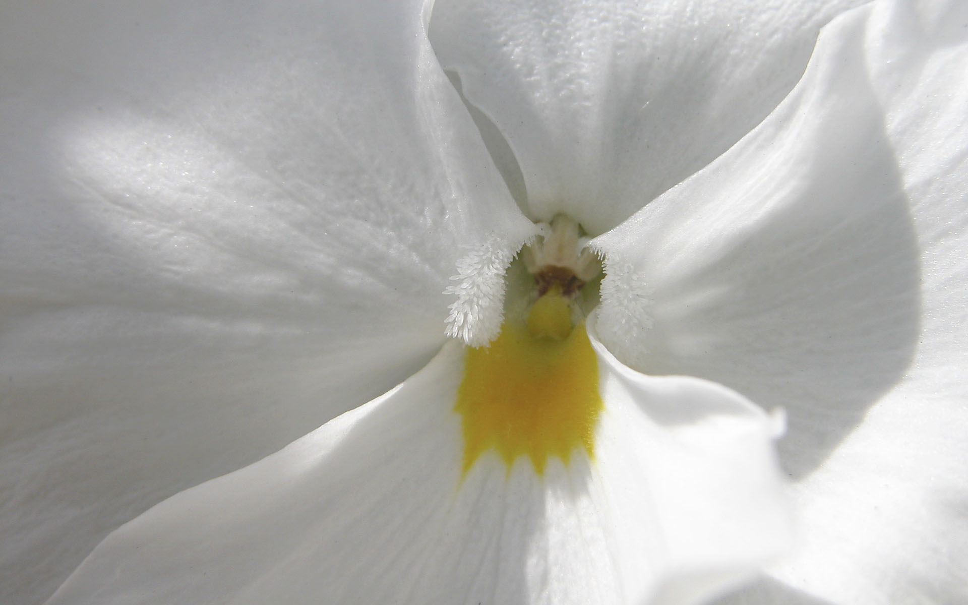 Download Nature Flower HD Wallpaper