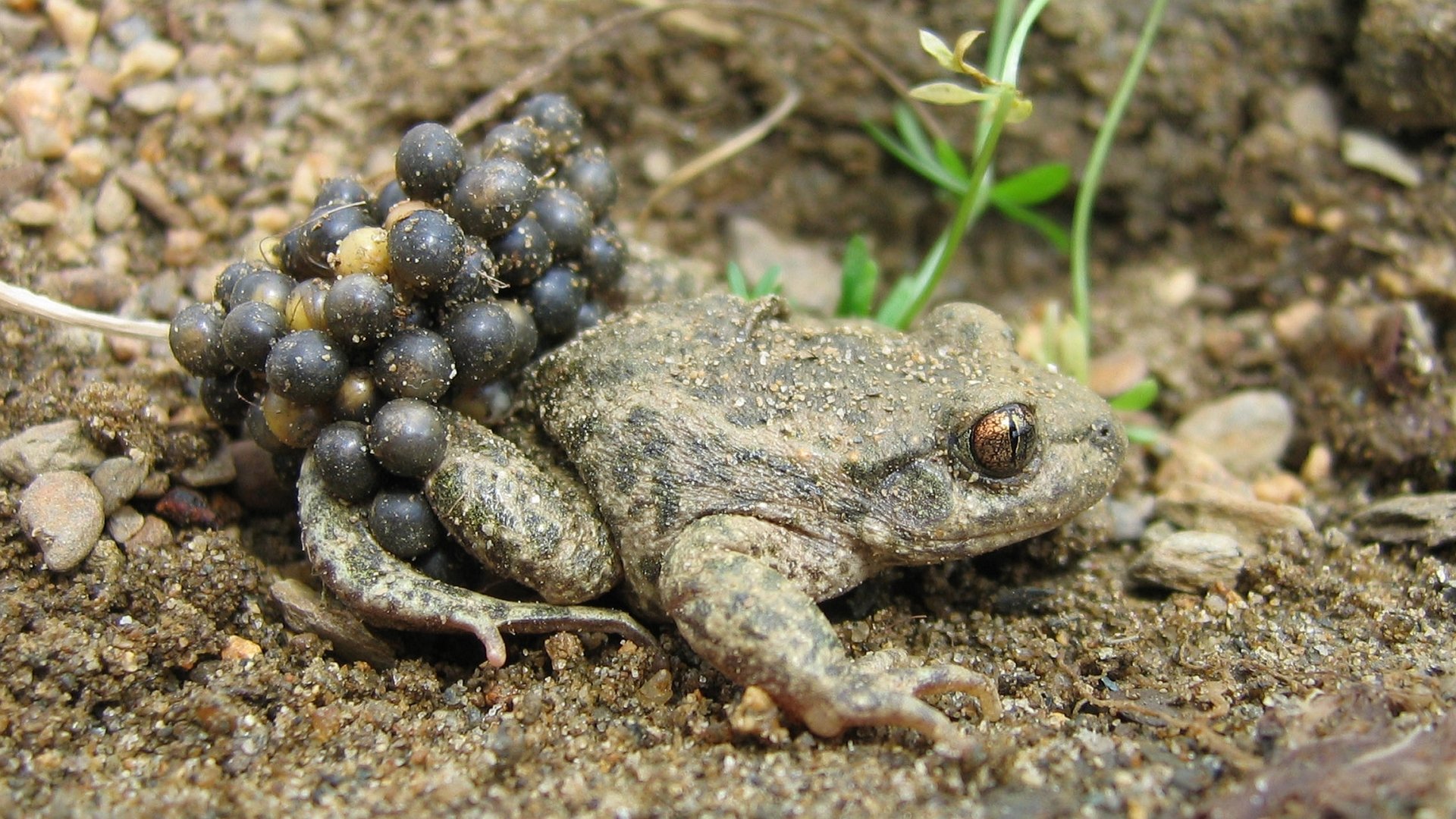 Download Animal Toad HD Wallpaper | 2300x1294 | Wallpaper Abyss