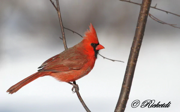 Northern Cardinal 4k Wallpapers
