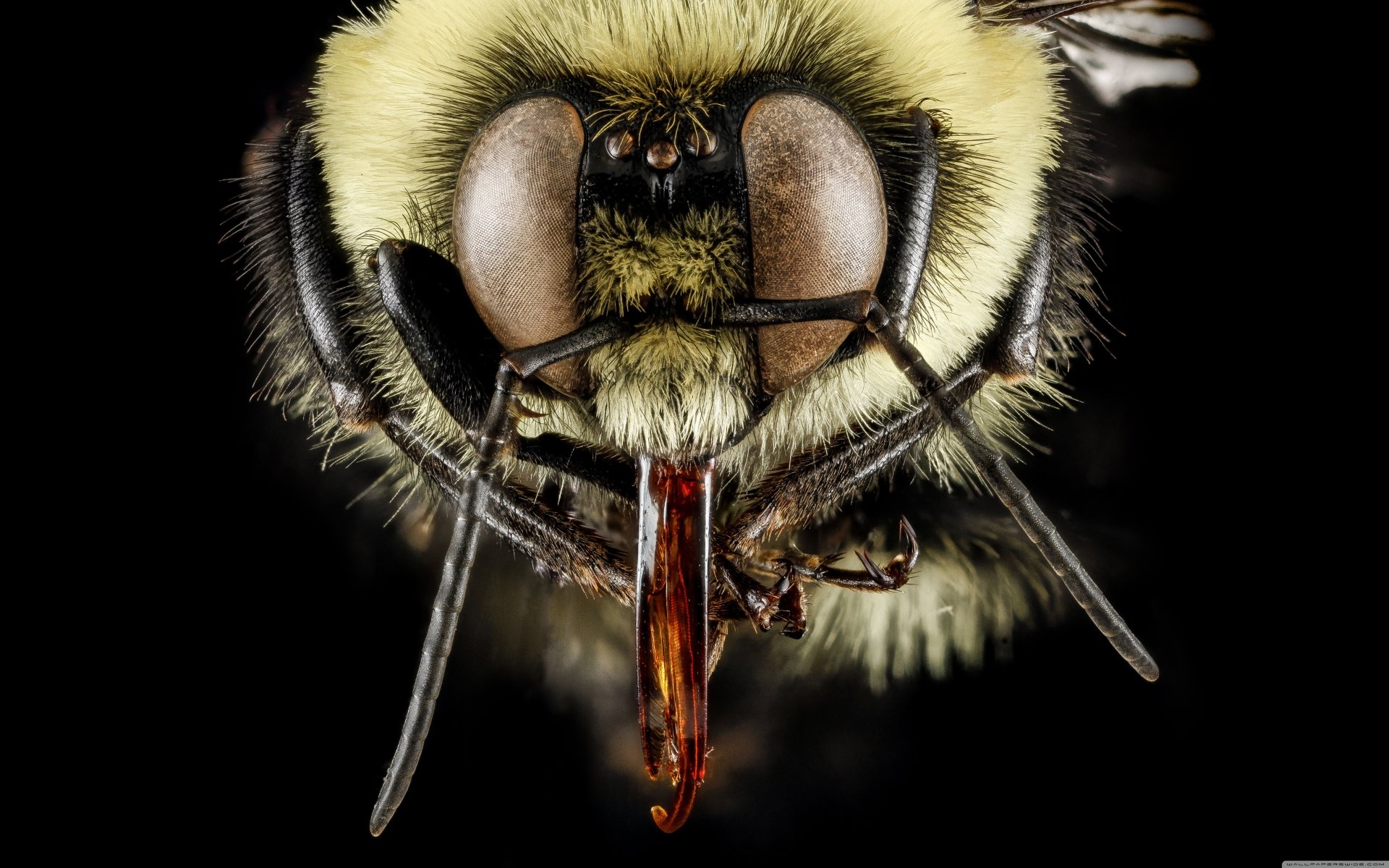 Download Animal Bee 4k Ultra HD Wallpaper