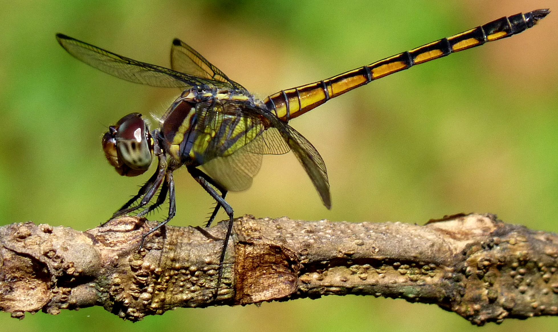 Animal Dragonfly HD Wallpaper