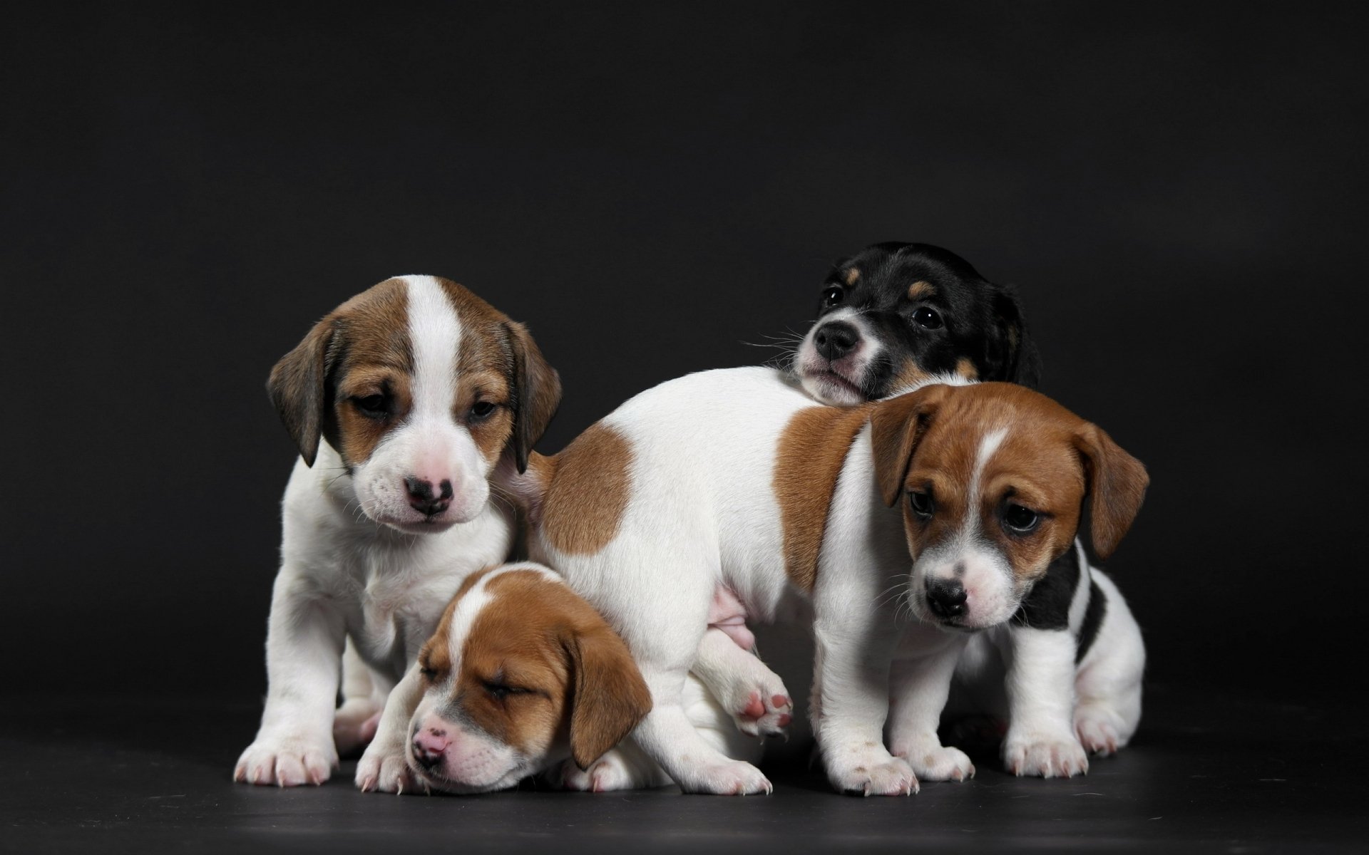 Download Dog Animal Puppy HD Wallpaper
