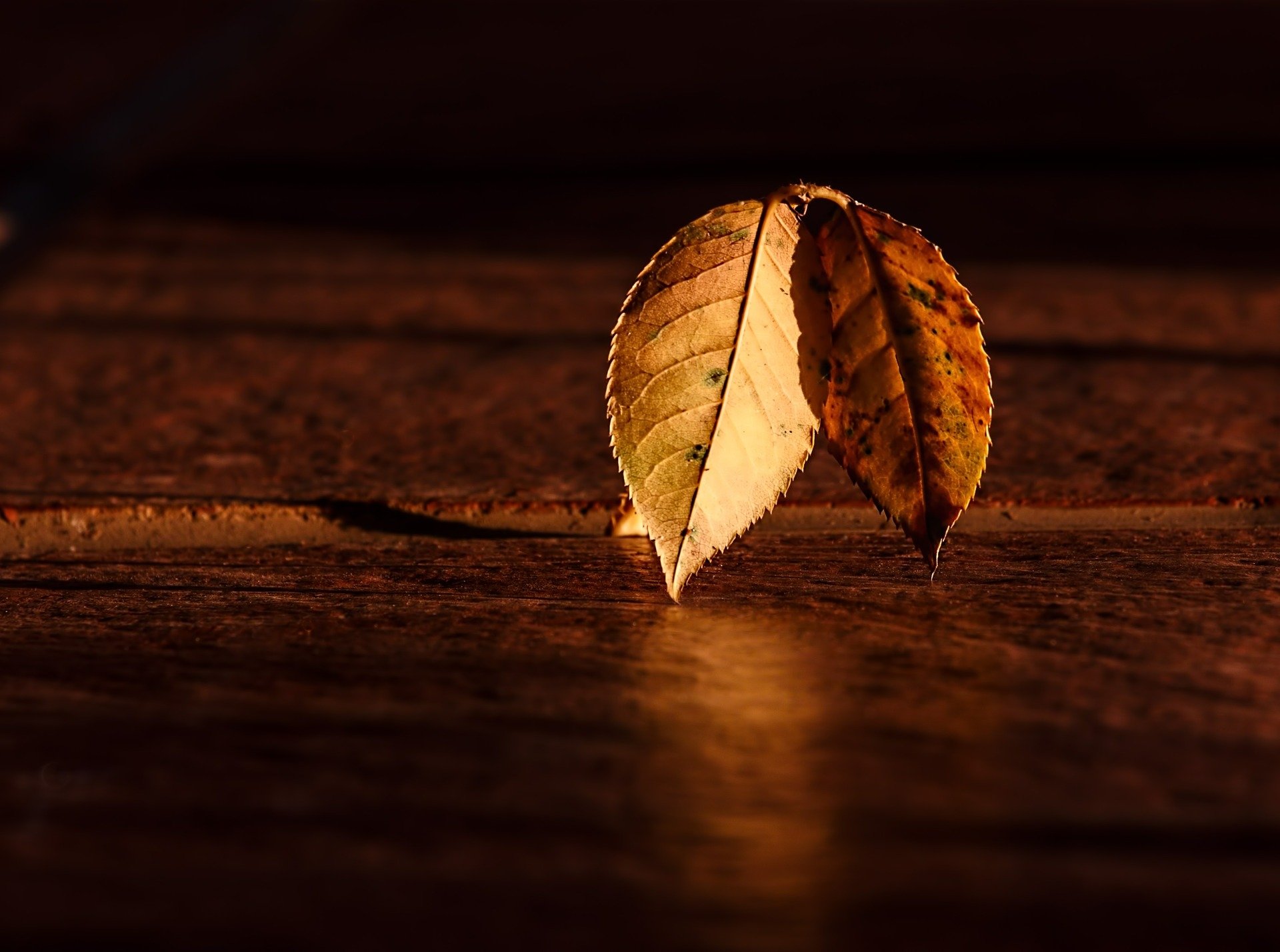 Golden Fall Leaf: Stunning Nature Photography HD Wallpaper