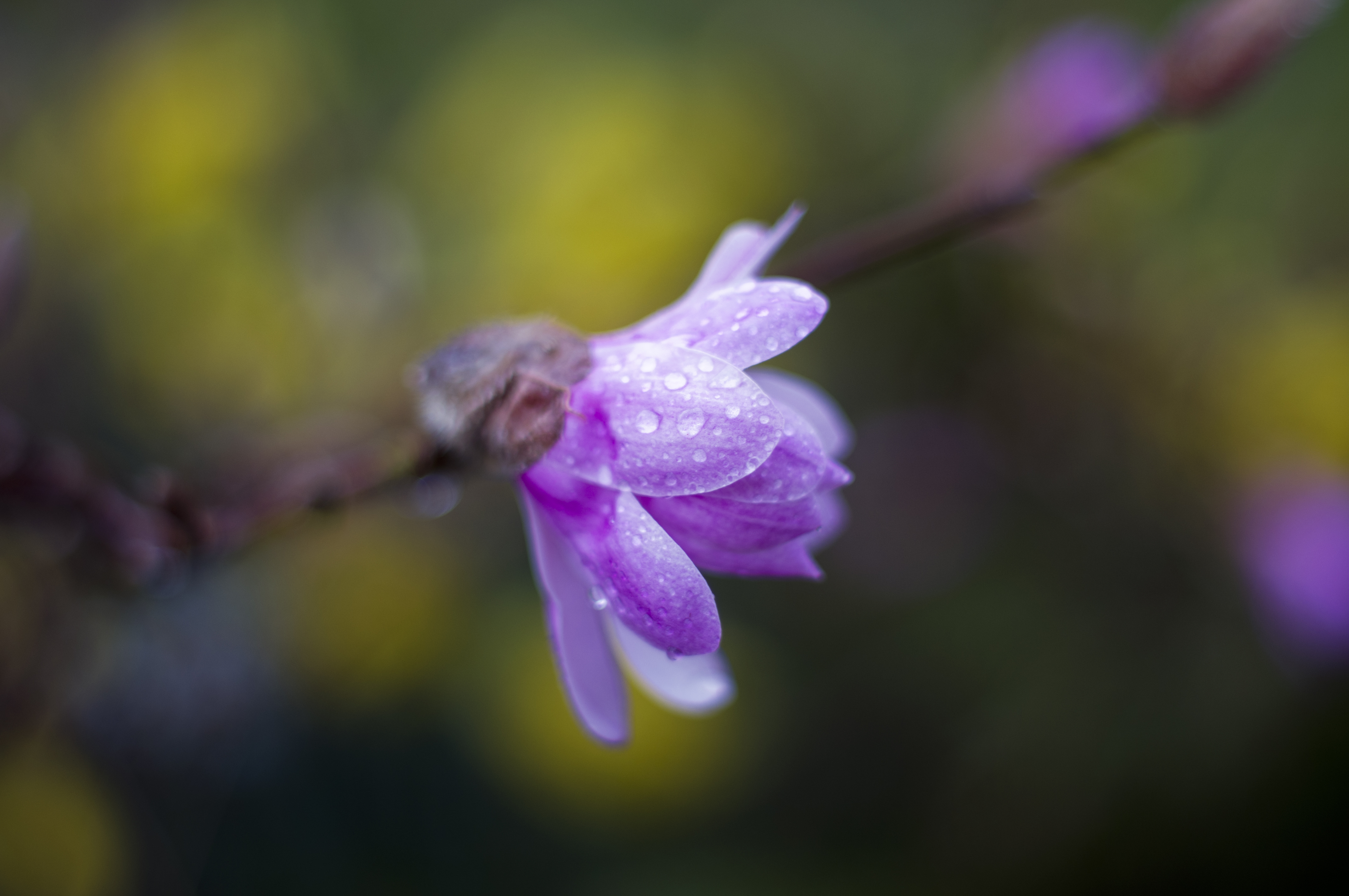 Download Dew Macro Spring Magnolia Magnolia Blossom Nature Blossom 4k ...