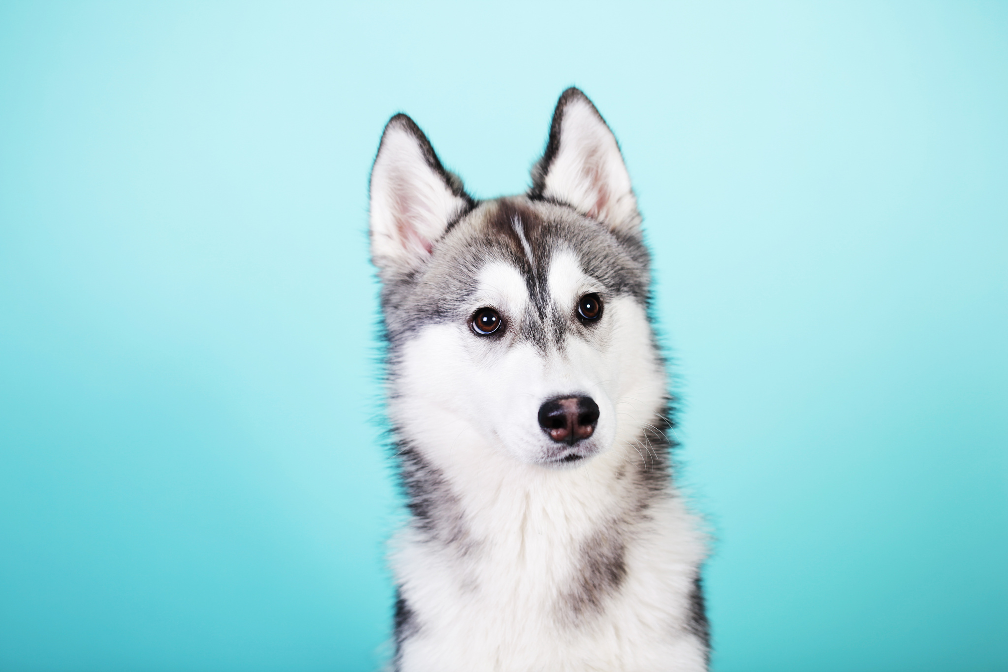 Download Animal Husky HD Wallpaper