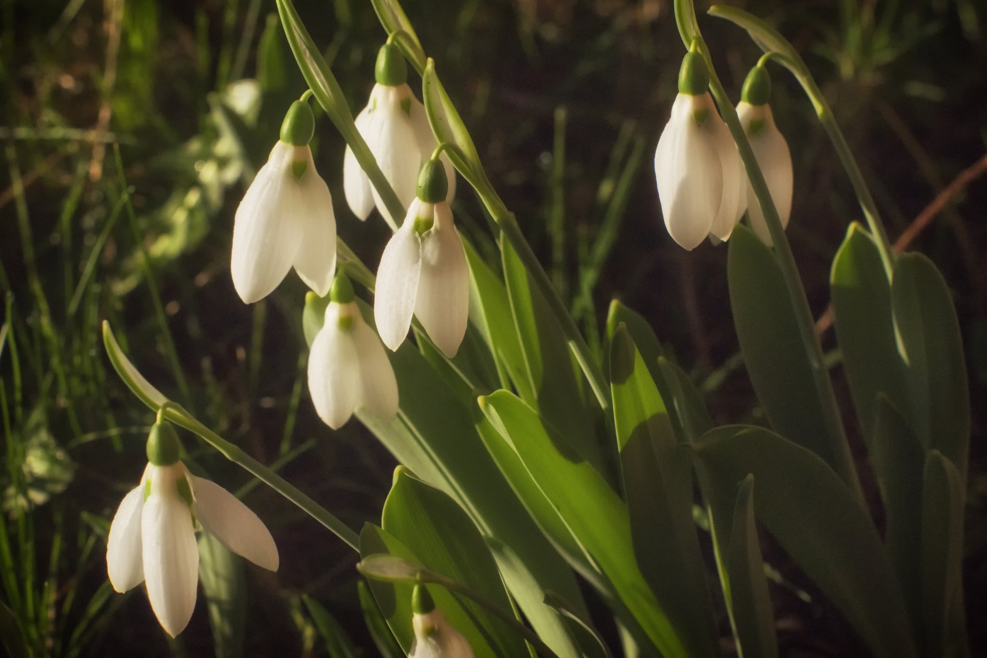 4K Ultra HD Snowdrop Flowers Heralding Spring Nature