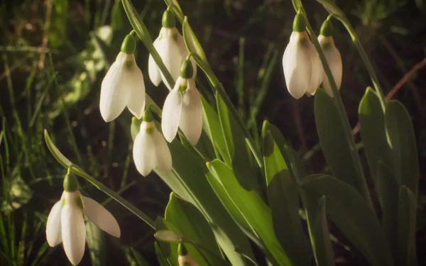 [20+] Snowdrop 4k Wallpapers