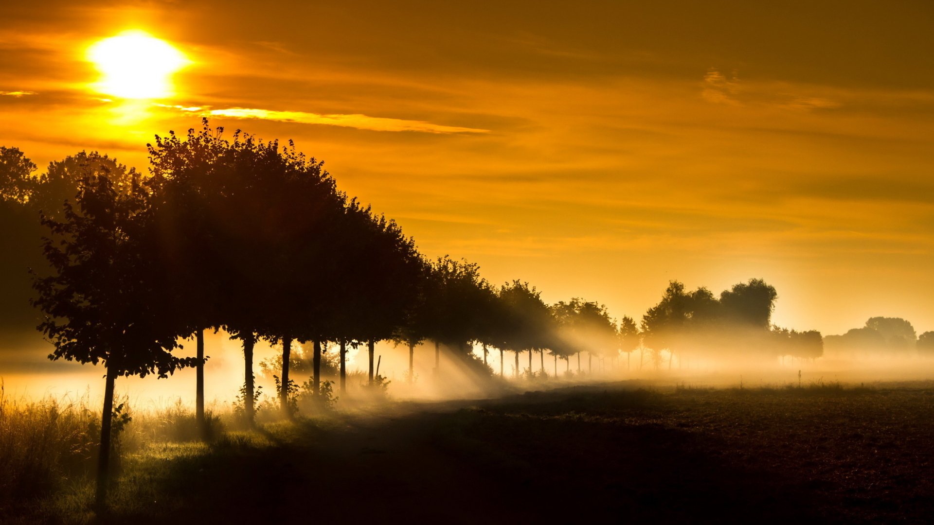 Misty Sunset Glow: Sunbeams Through Trees Over a Serene Field - HD ...