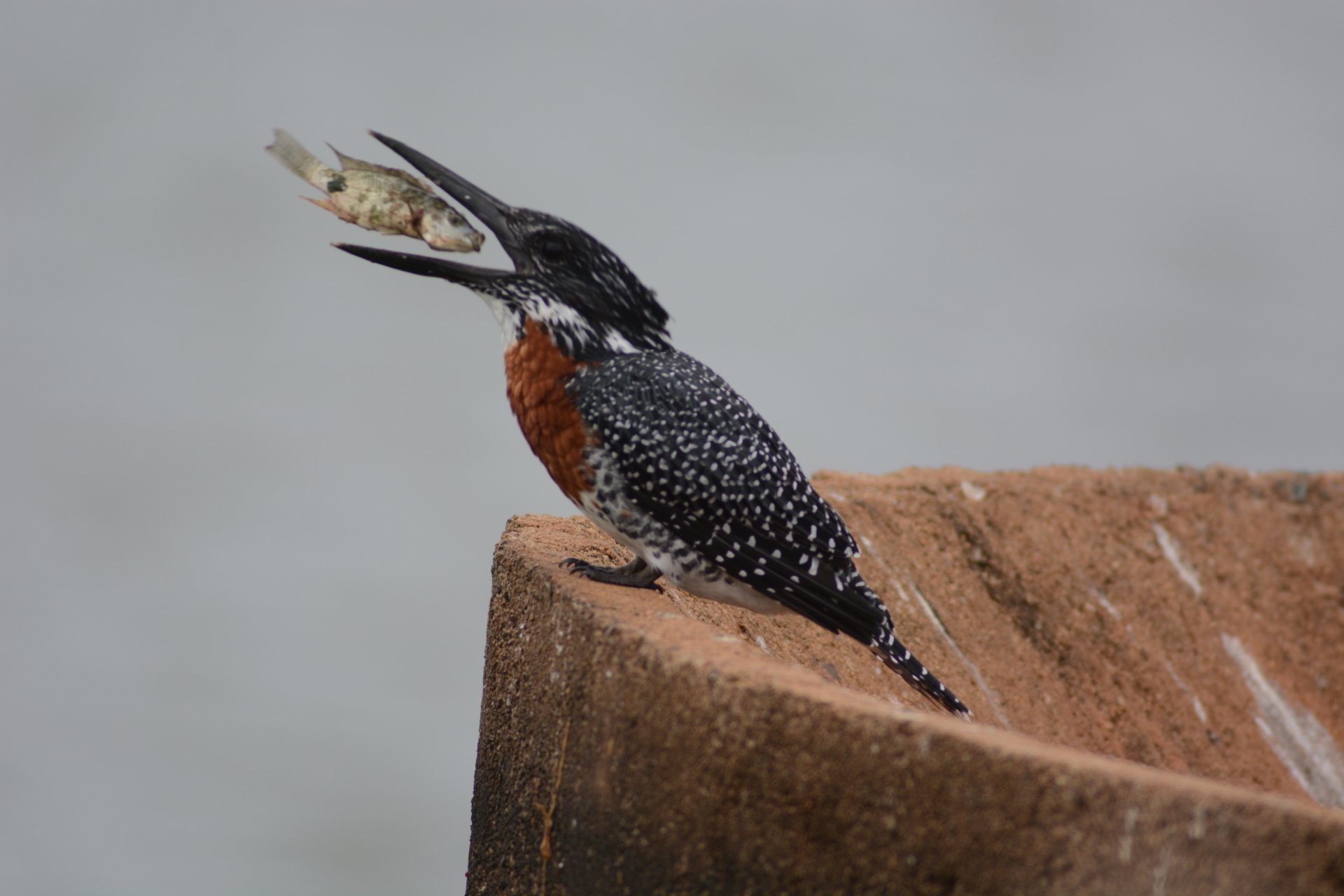 Download Fish Animal Kingfisher 4k Ultra HD Wallpaper