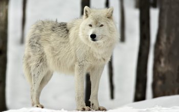 779 Wolf HD Wallpapers | Backgrounds - Wallpaper Abyss - Page 17