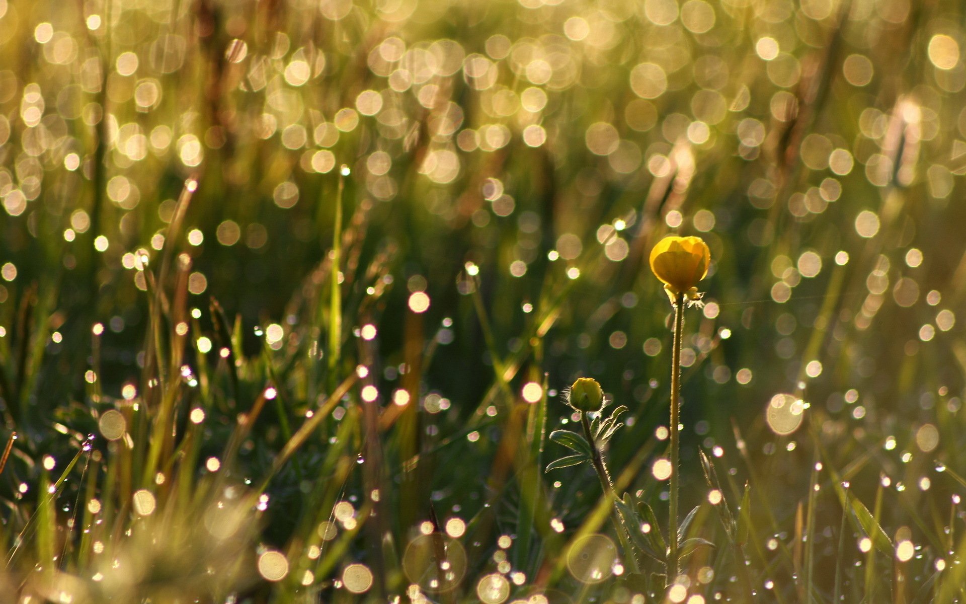 Download Photography Macro HD Wallpaper