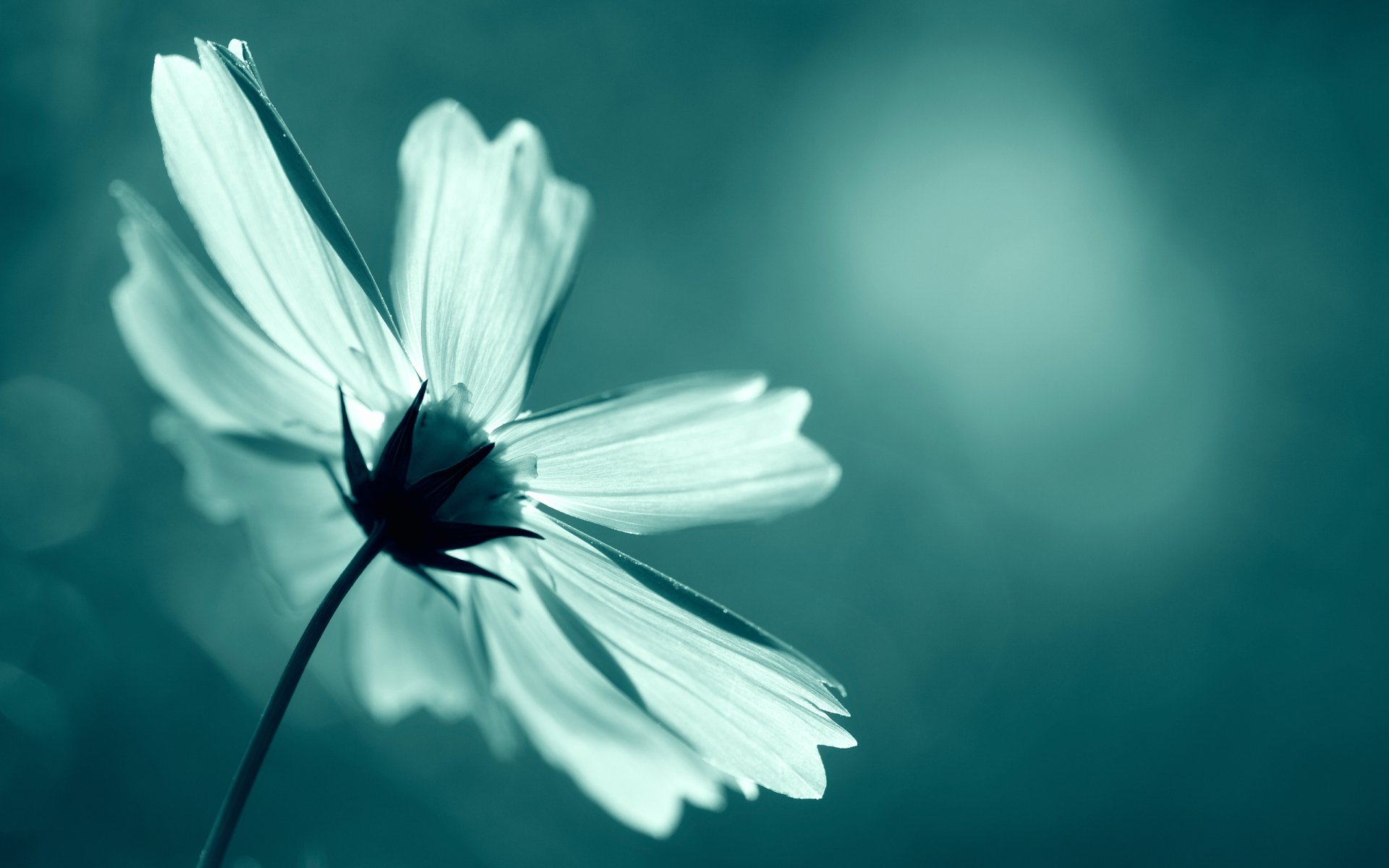 Elegant White Cosmos Flower HD Wallpaper – Nature’s Pure Beauty by ...