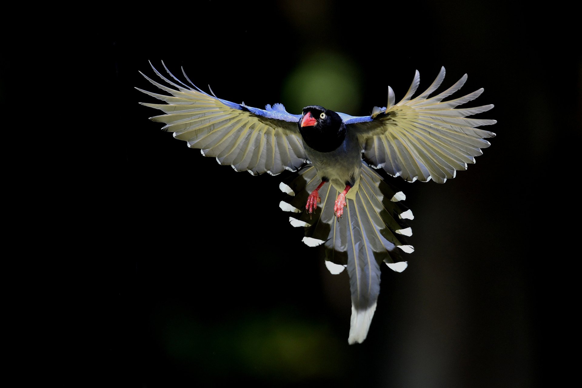 Download Flight Magpie Bird Animal Taiwan Blue Magpie HD Wallpaper