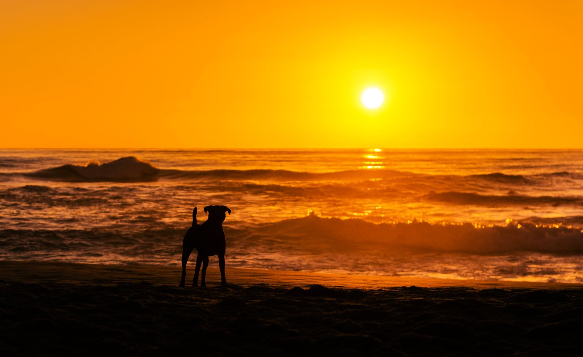 Download Ocean Landscape Nature Sea Dog Beach Sunset 4k Ultra HD Wallpaper