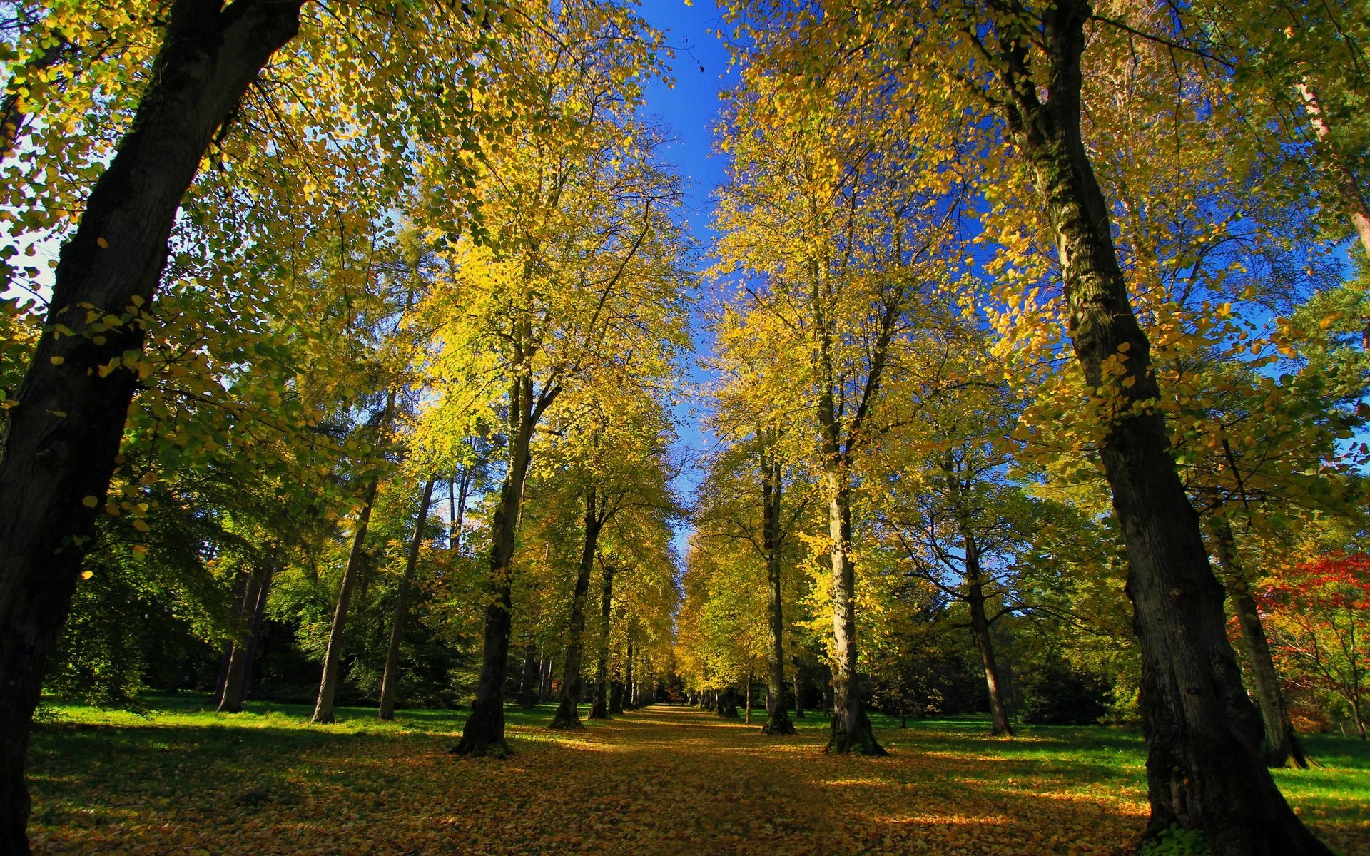 Autumn Cathedral — HD Park Photography Wallpaper | 1920x1200 ...