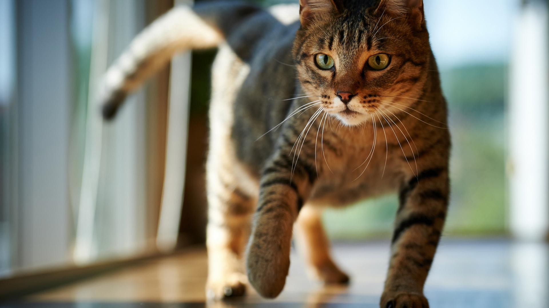 Dynamic Cat HD Wallpaper: A Feline's Grace in Motion